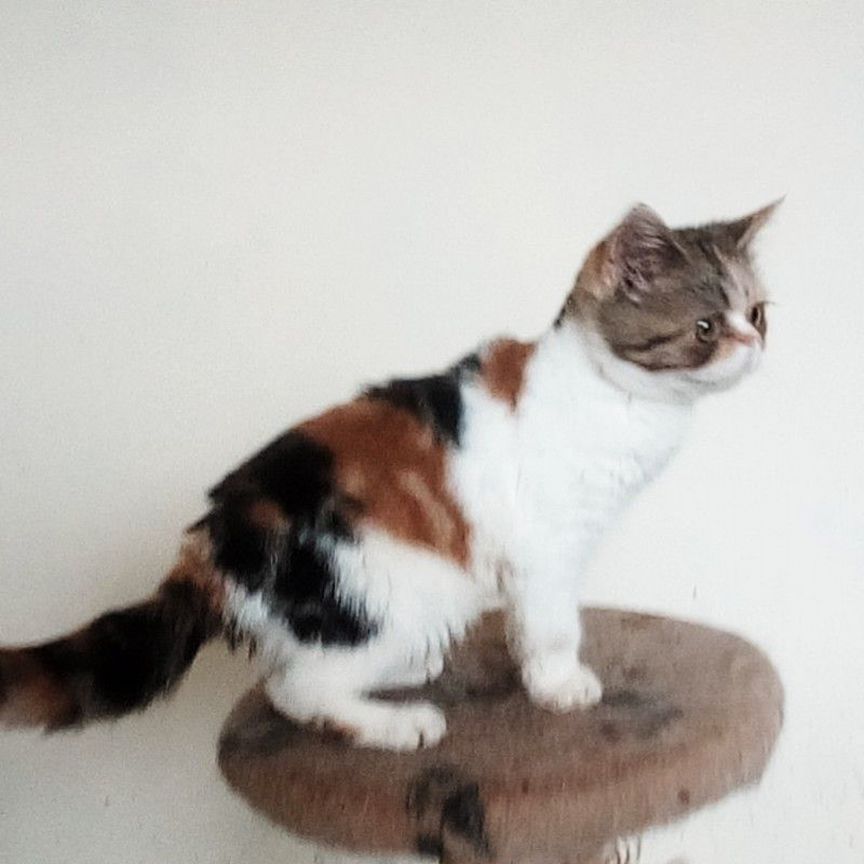 Британская трехцветная девочка