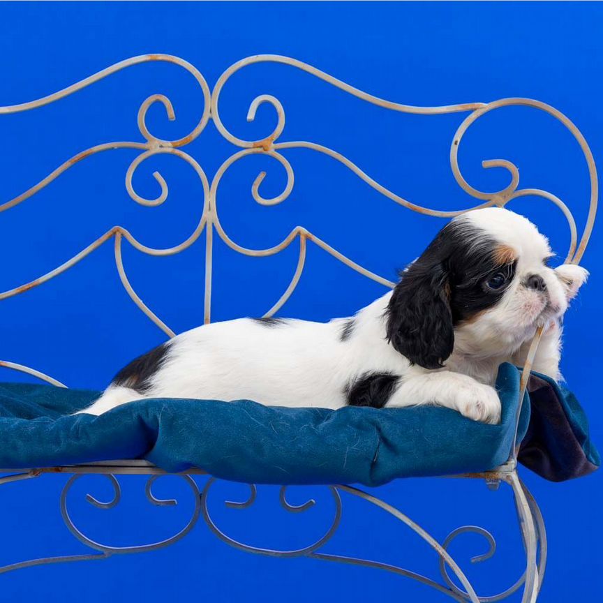 Кинг чарльз спаниель