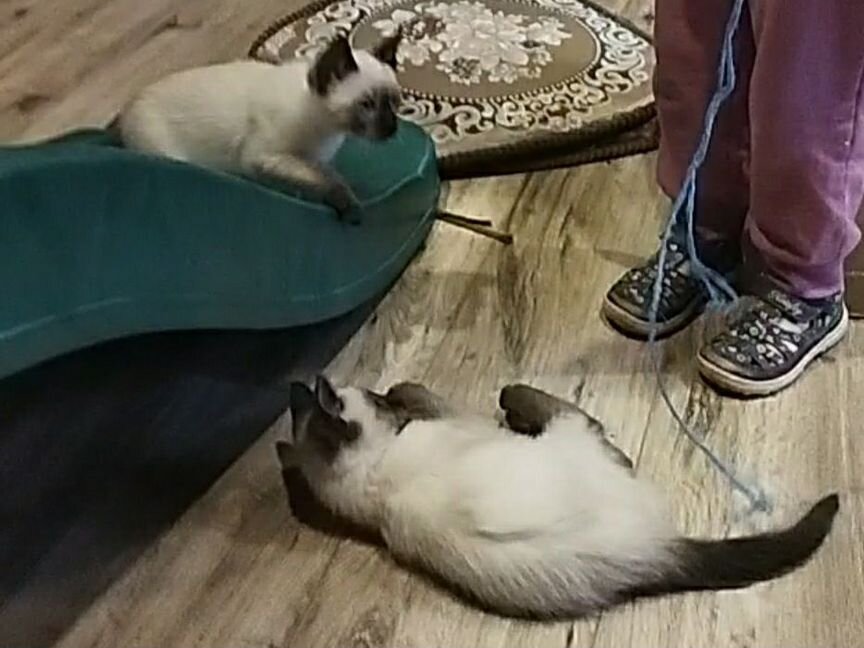 Тайские котята