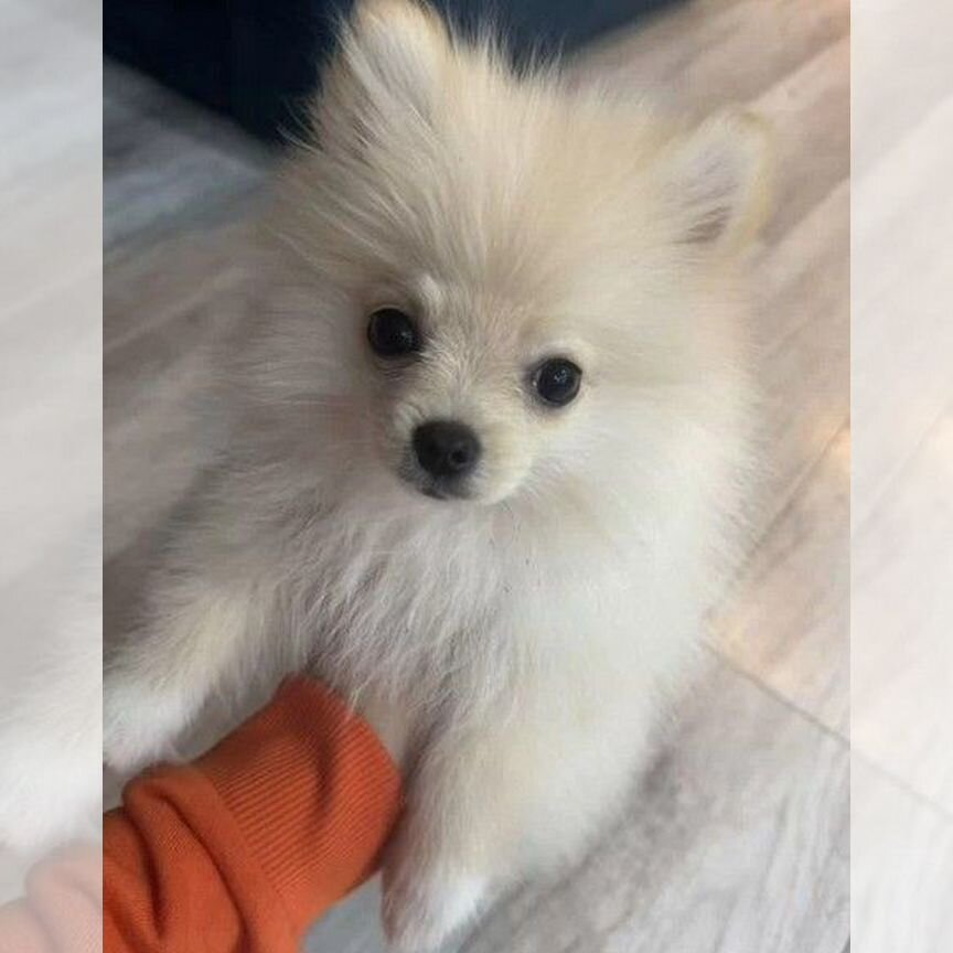 Померанский шпиц, щенок