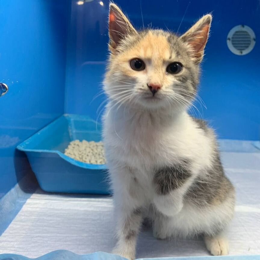 Котенок трехцветный в добрые руки