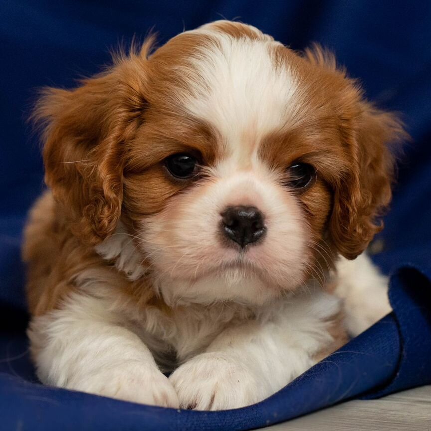 Кавалер кинг-чарльз-спаниель, щенок