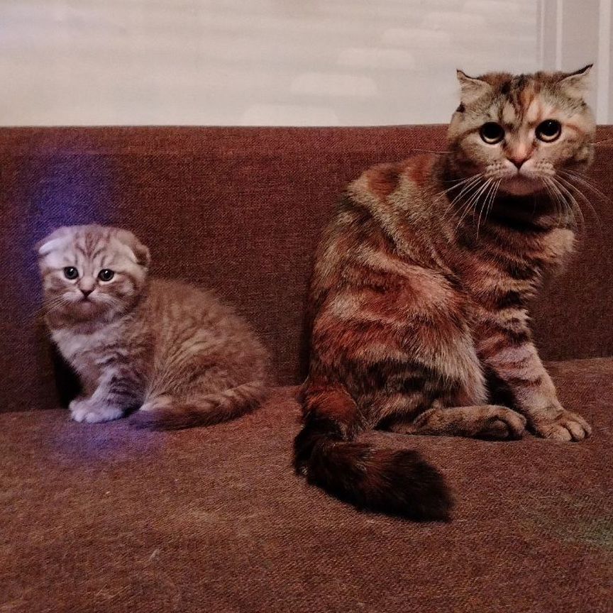 Котята от породистых родителей