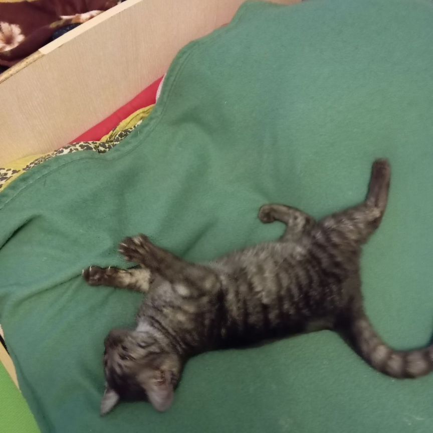 Окрас дымчатый шиншил