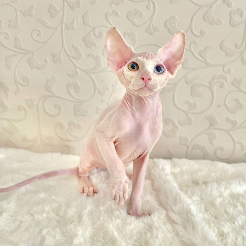 Разноглазый сфинкс