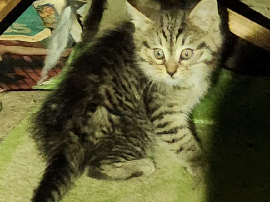 Маленький котенок