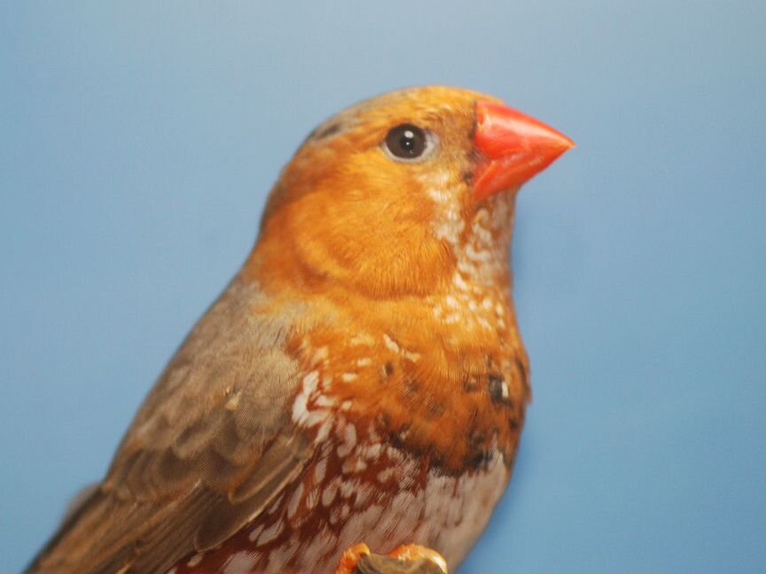 Самцы зебровой амадины редких окрасов