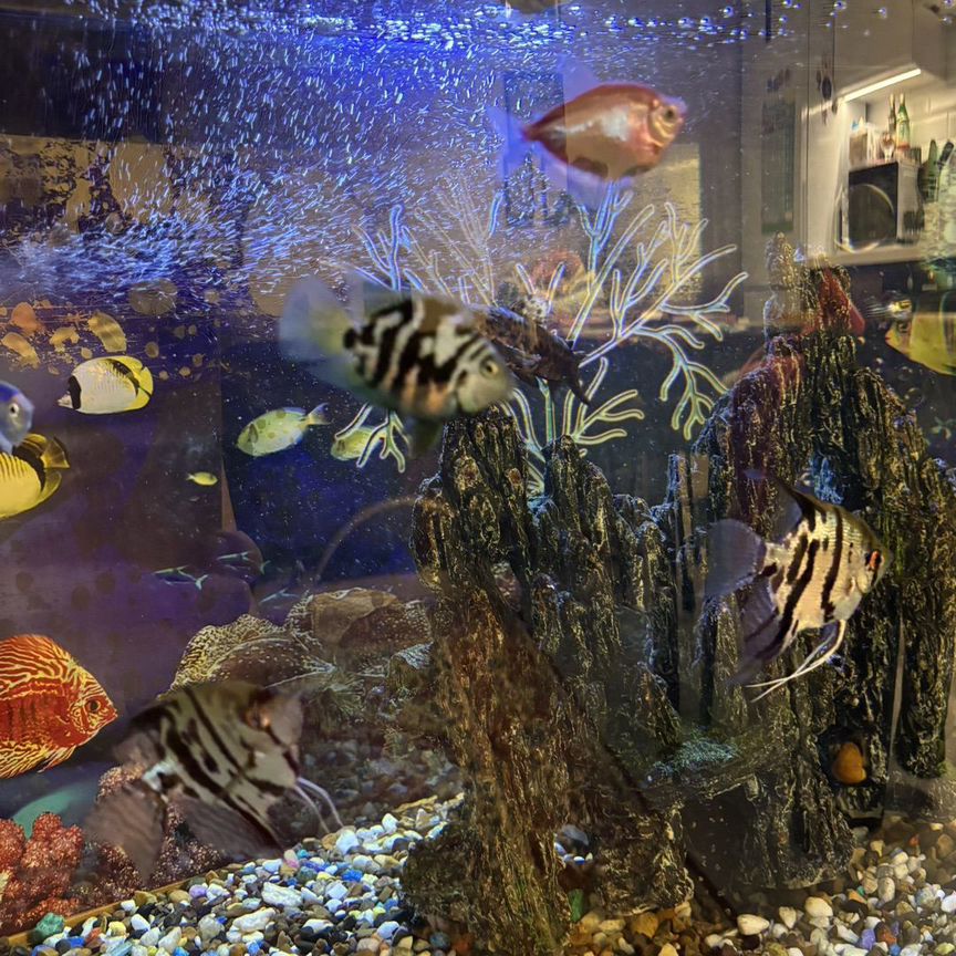 Аквариум на 100 литров