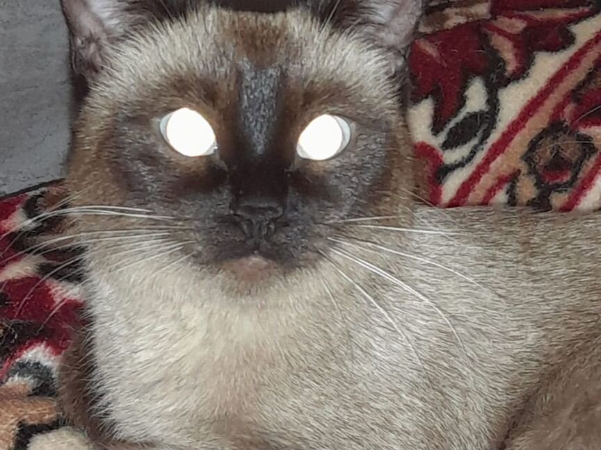 Сиамский кот