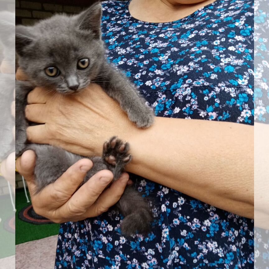 Шотландские прямоухие котята