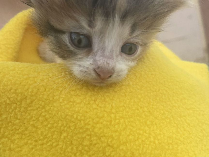 Котенок В заботливые руки