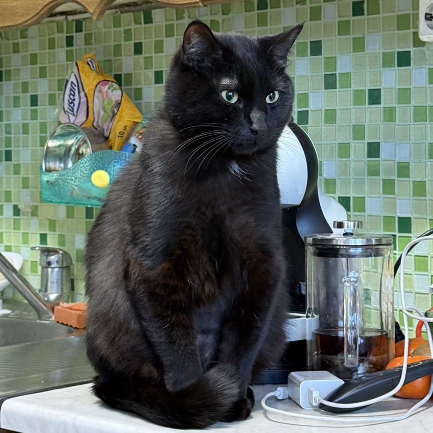 Взрослый кот от частного владельца