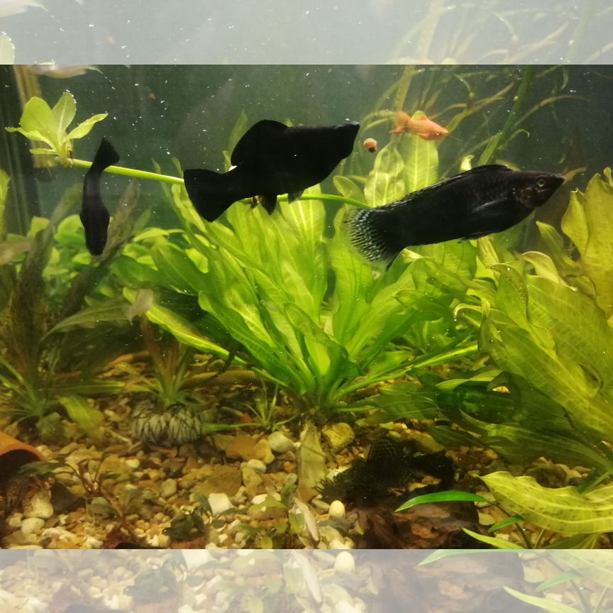 Молинезия велифера нигра, стурисома панамская