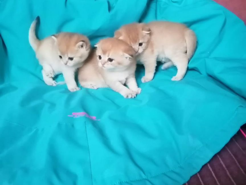 Шотландские Вислоухие Золотые Шиншиллы