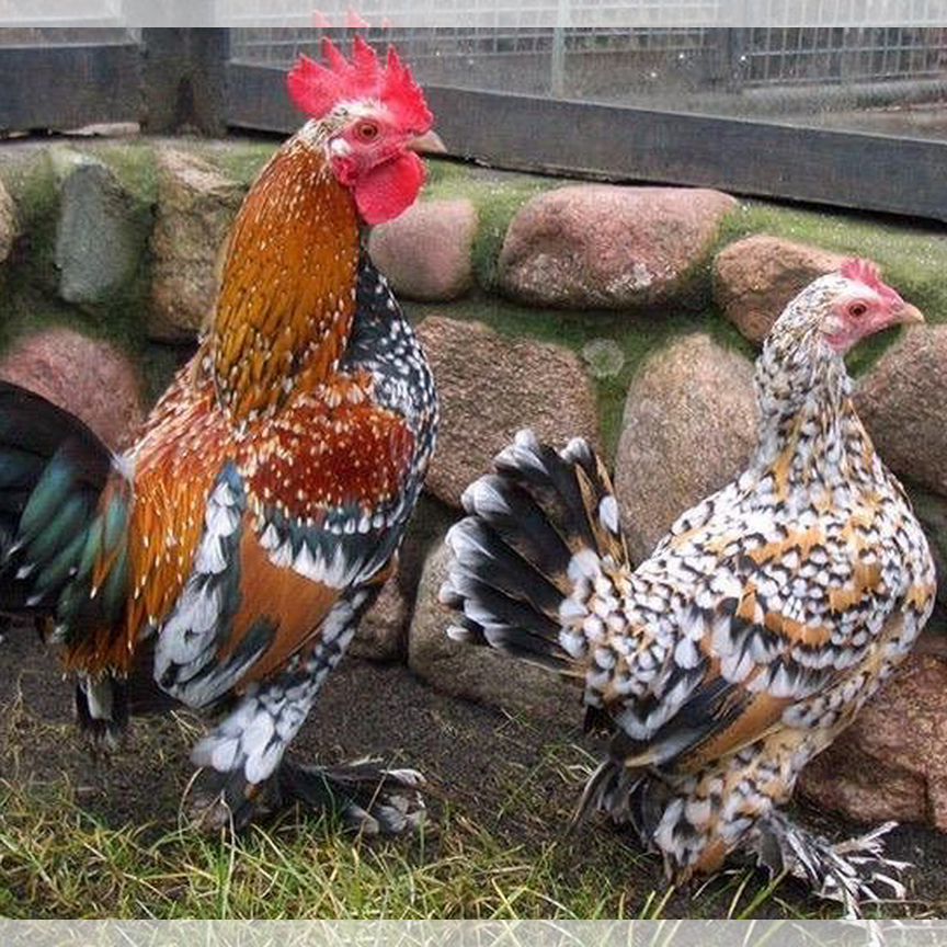 Бентамка яйцо инкубационное