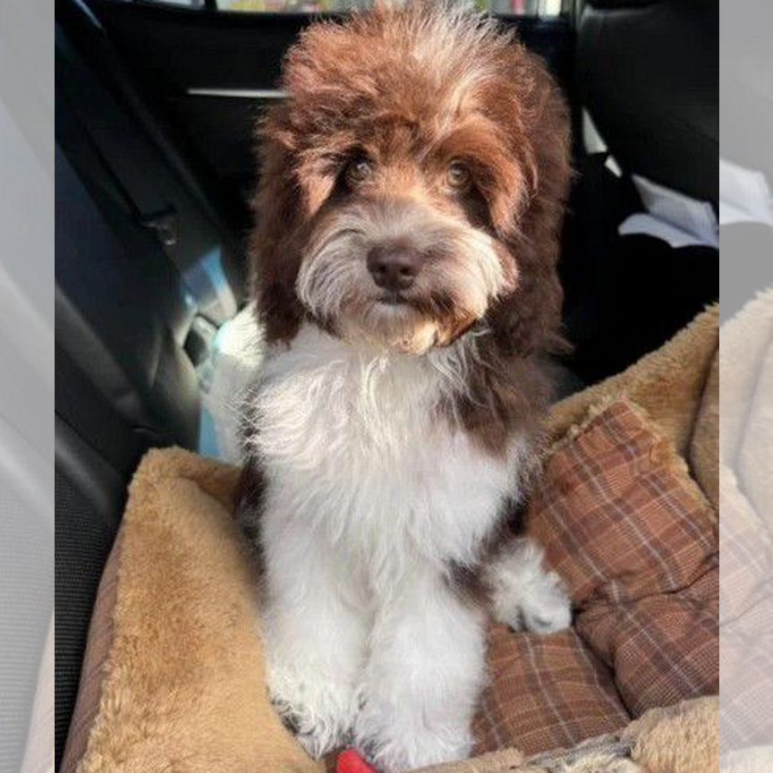 Кокапу, щенок