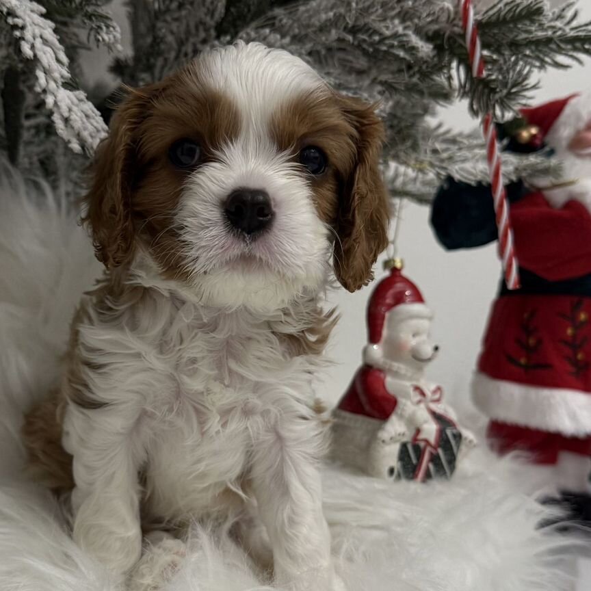 Кавалер кинг-чарльз-спаниель, щенок