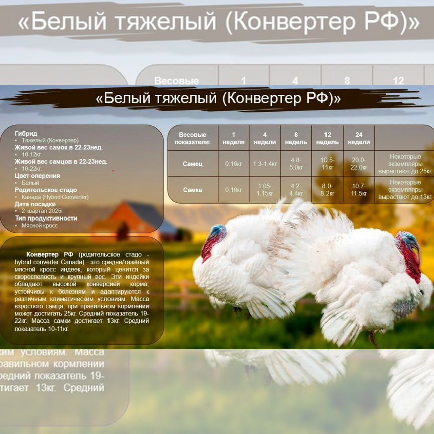 Индюшата Конвертер РФ