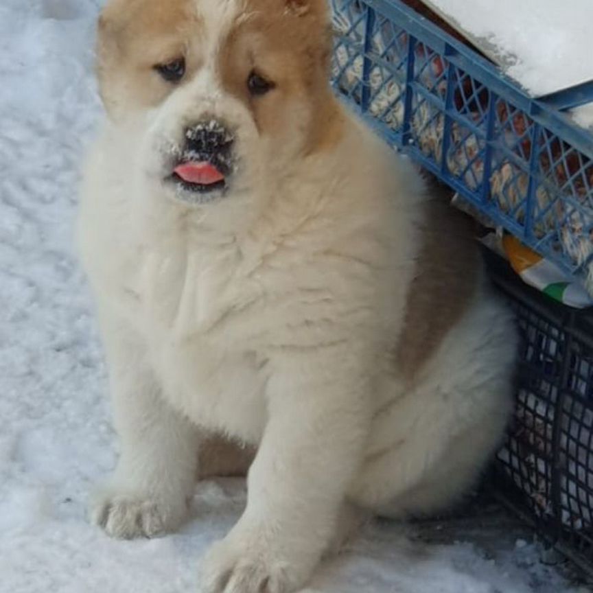Щенок