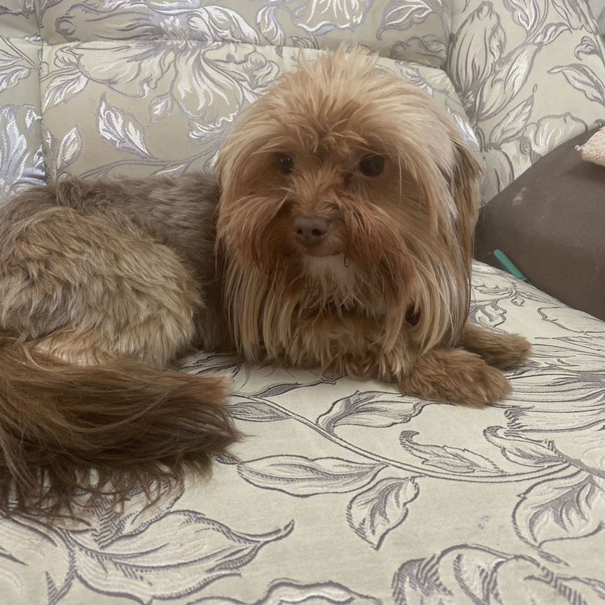 Йоркширский терьер