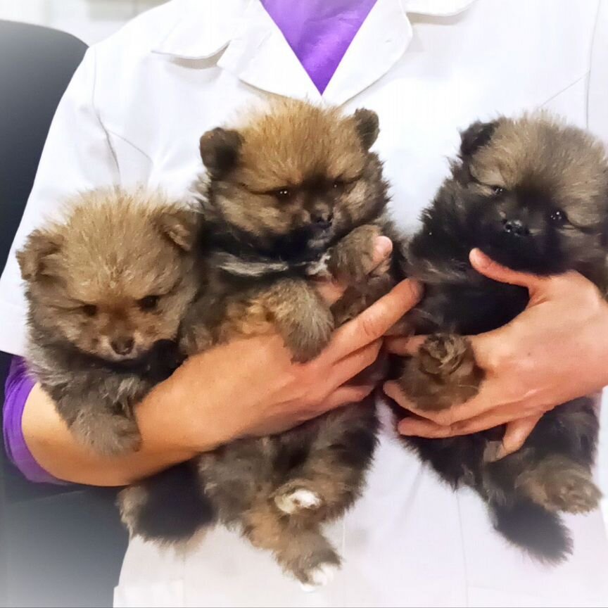 Плюшки померанские шпицы