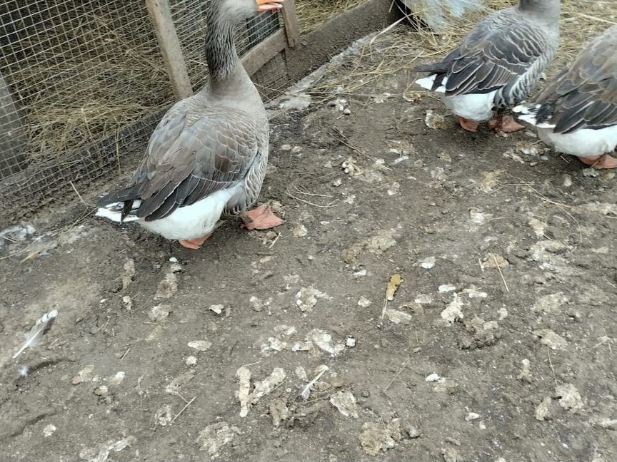 Гусь серый крупный