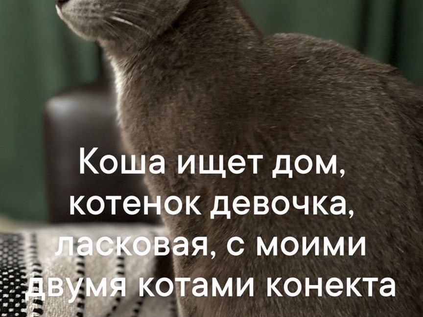 Русская голубая