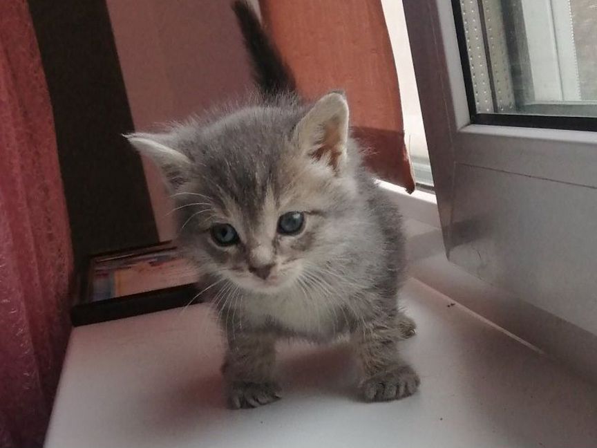 Котёнок из коробки