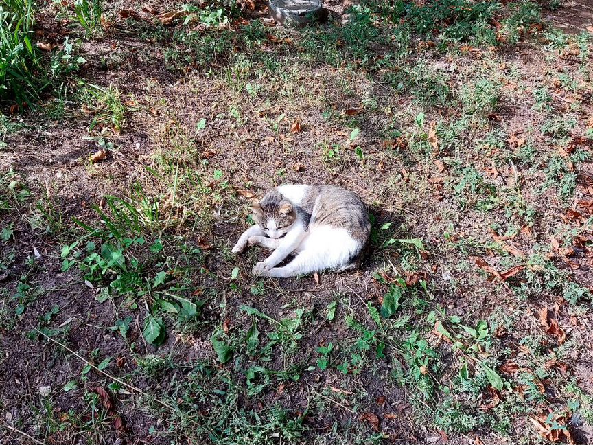 Кот в добрые руки