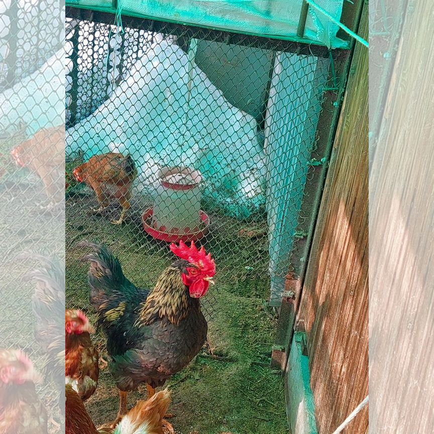 Куры и петухи домашние