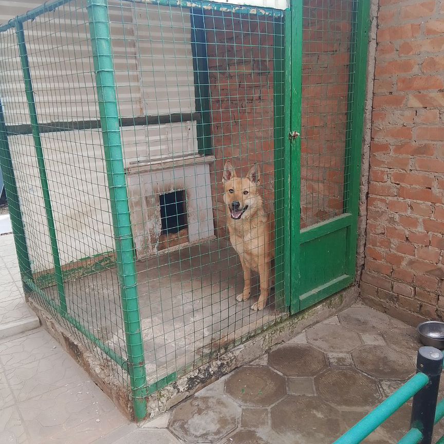 Рекс собака
