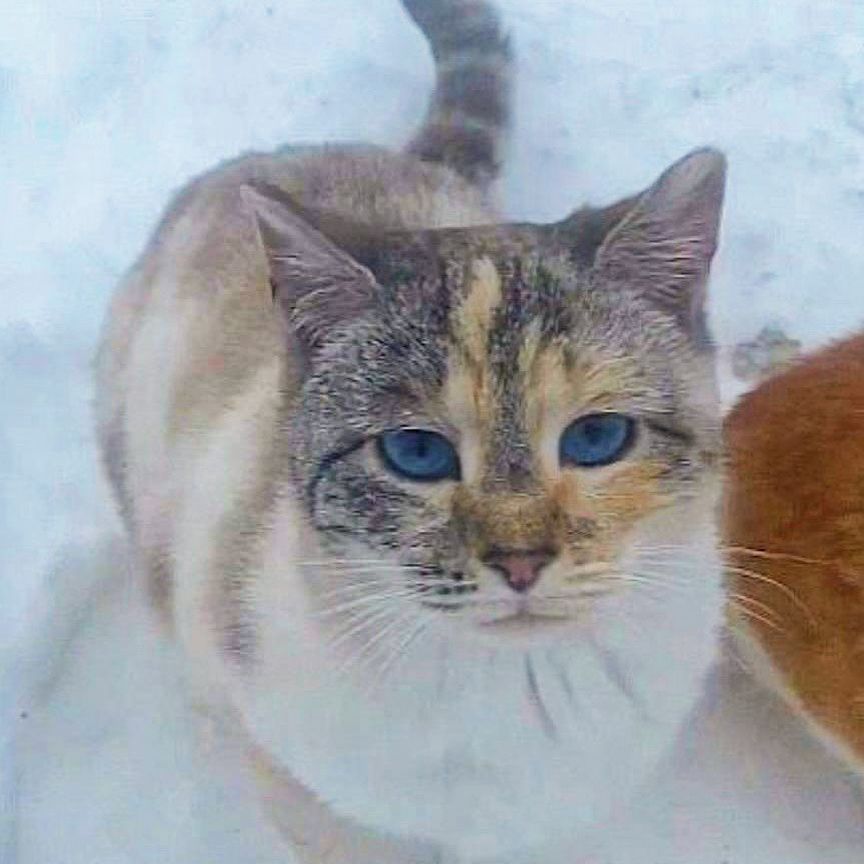 Кошечки просят о помощи