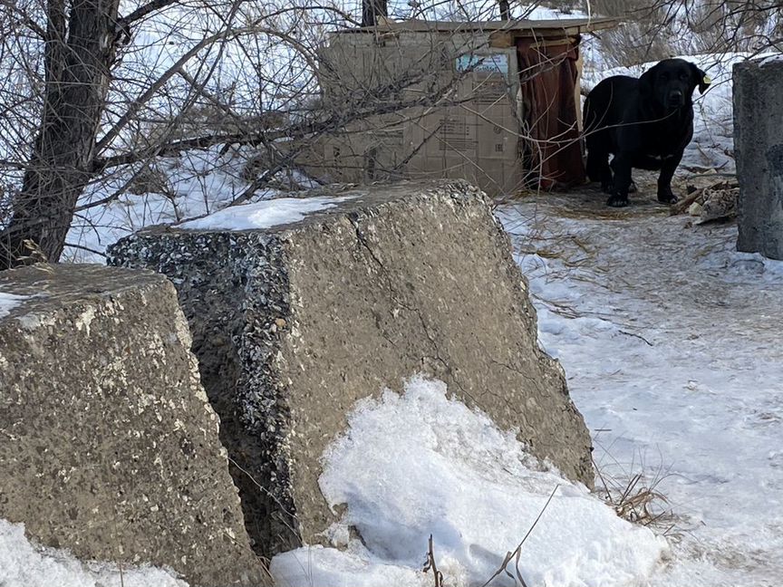 Собака на обочине дороги