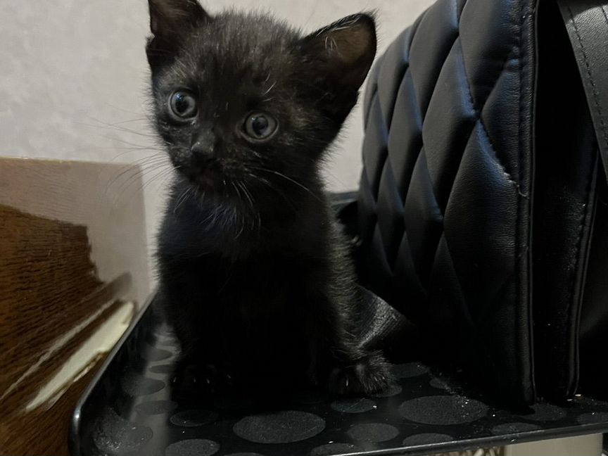 Котик