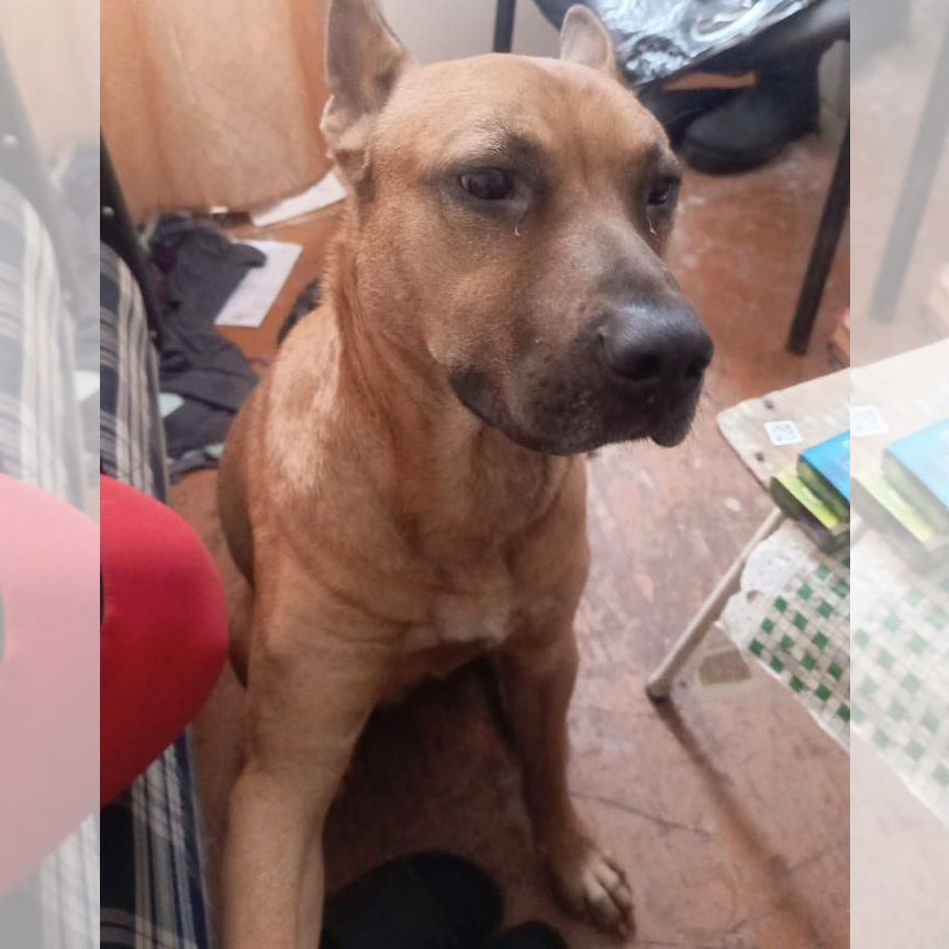 Взрослый пёс в добрые руки