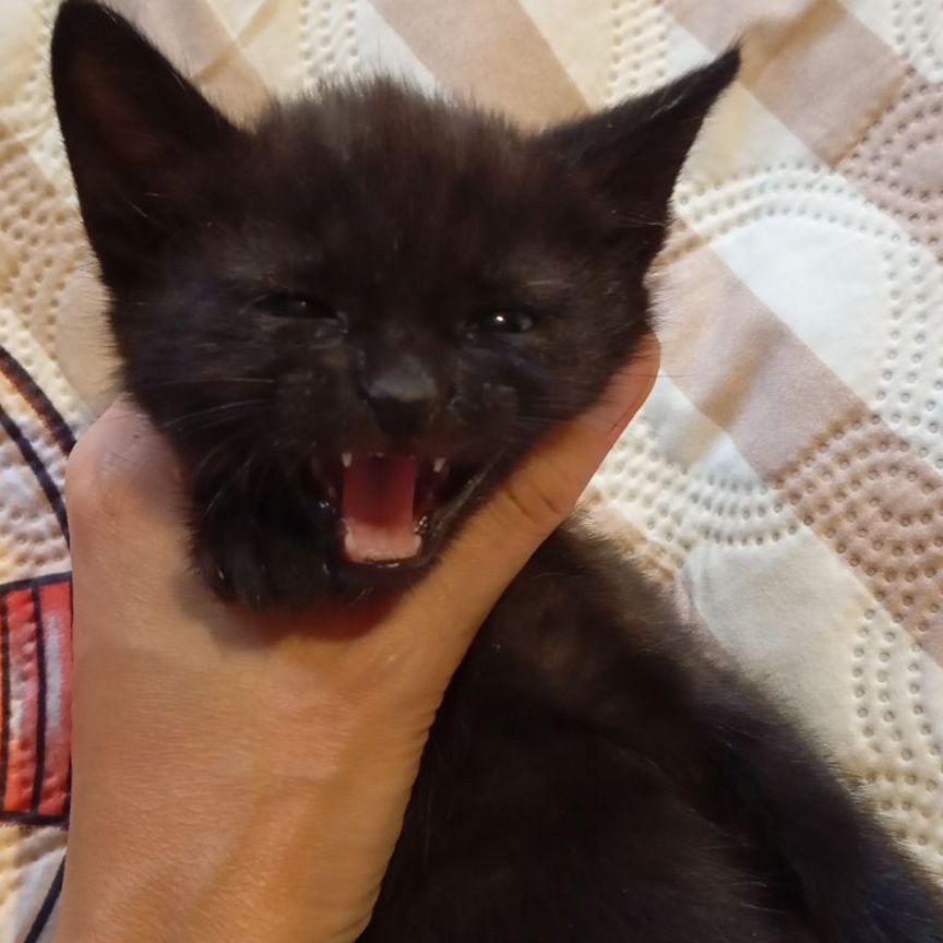 Отдам котят в добрые руки)