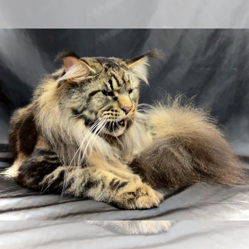 Мейн-кун котёнок