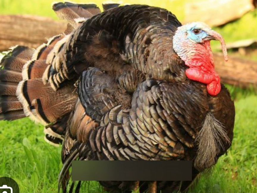 Индюк Северо Кавказский