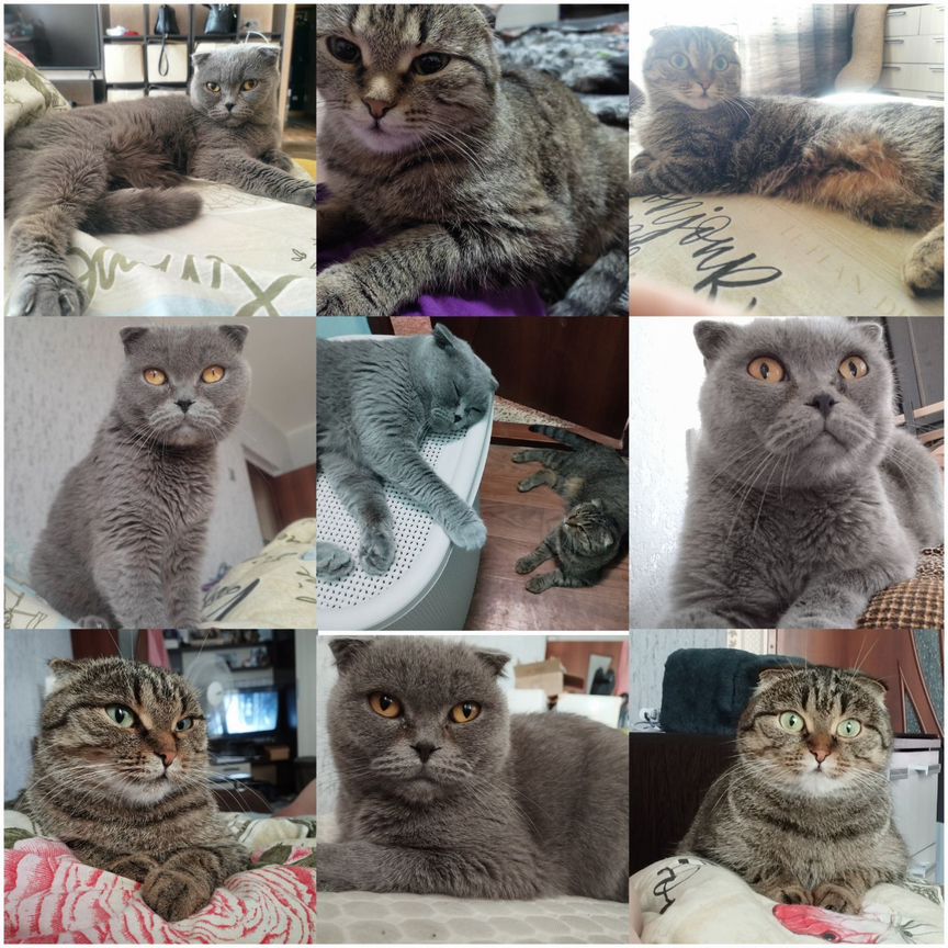 Отдам бесплатно кошек