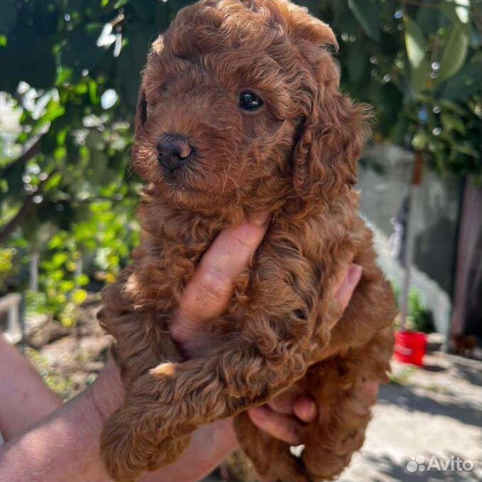 Teddy пудель