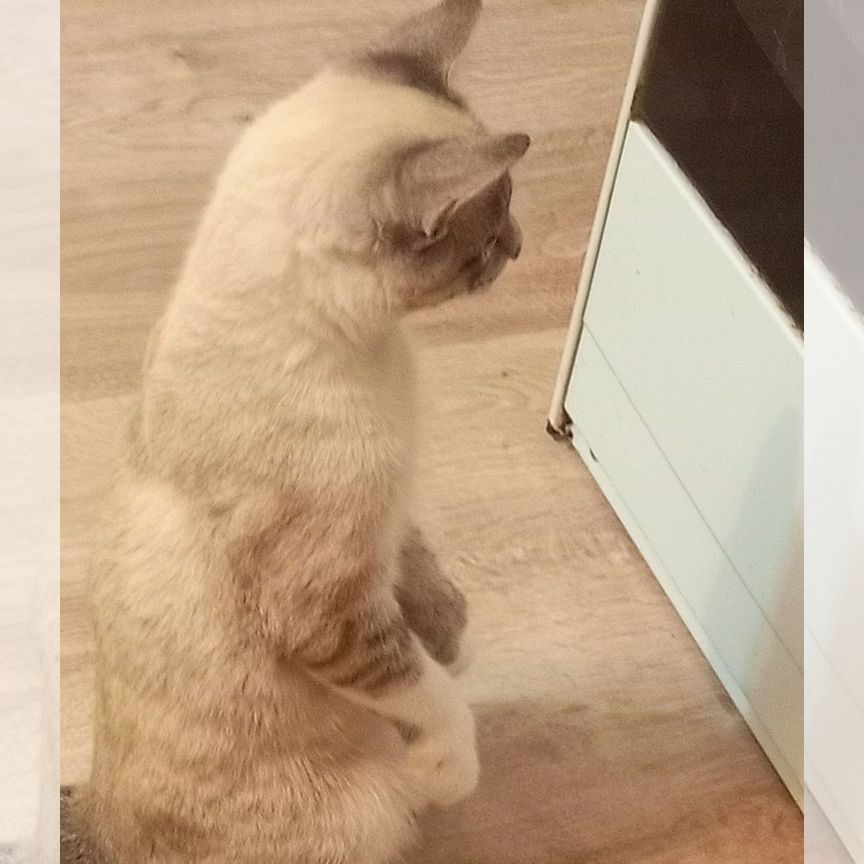 Отдам кота в добрые руки