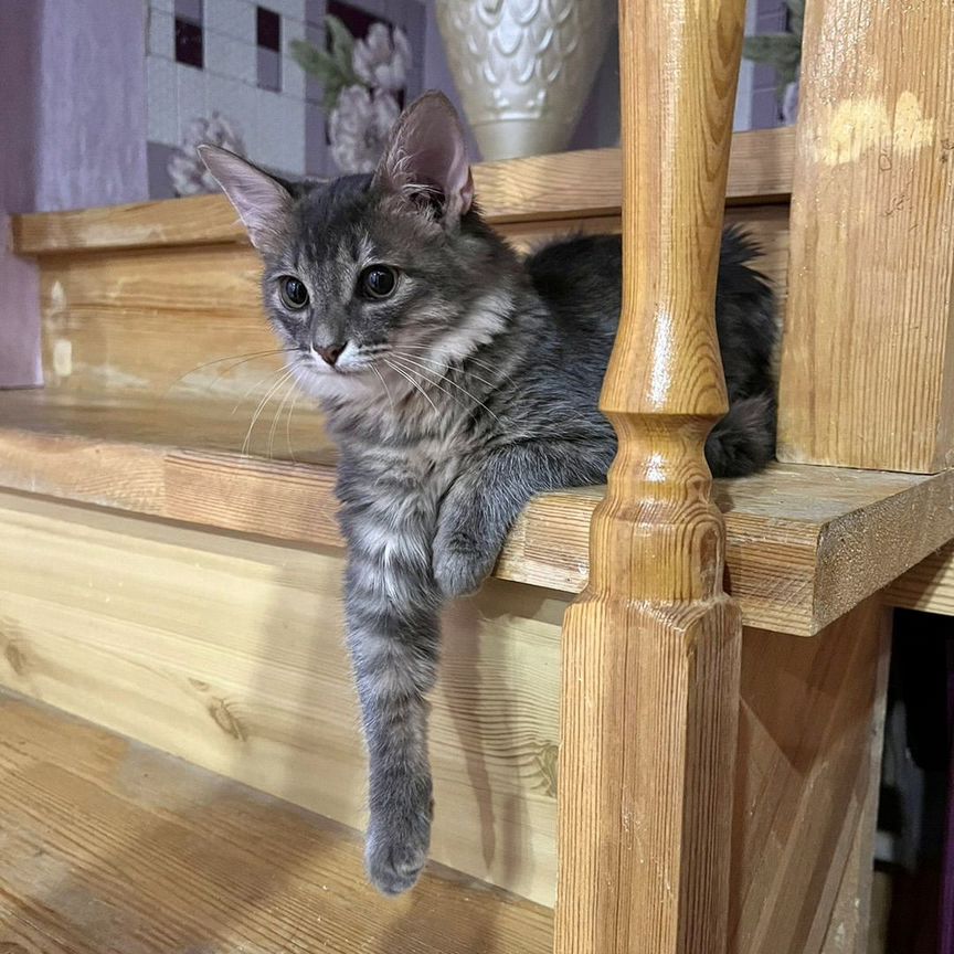 Котенок в добрые руки