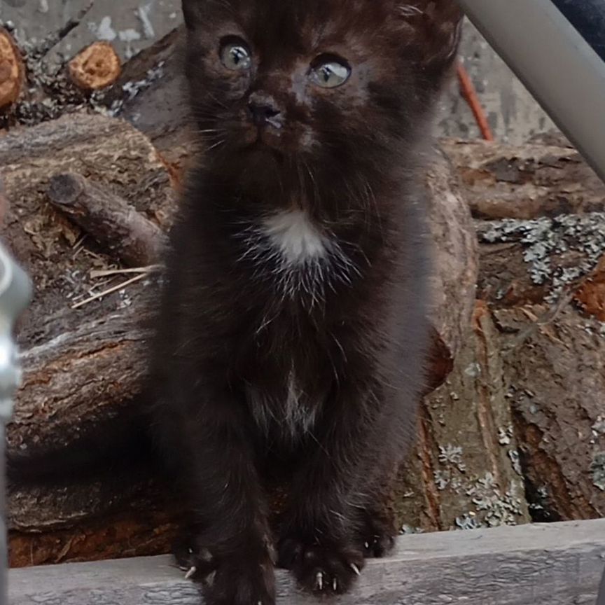 Маленький котенок в добрые руки