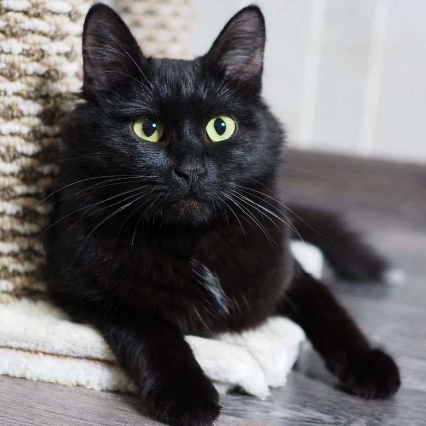 Взрослая, Девочка кошка в добрые руки