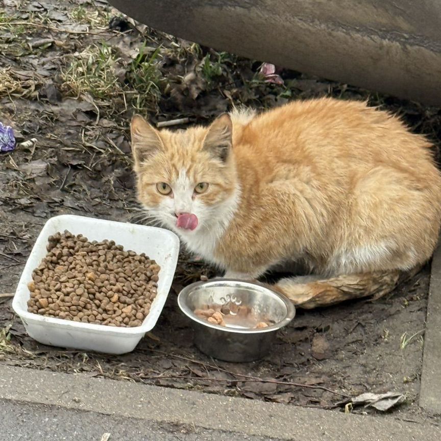 Котёнок в добрые руки