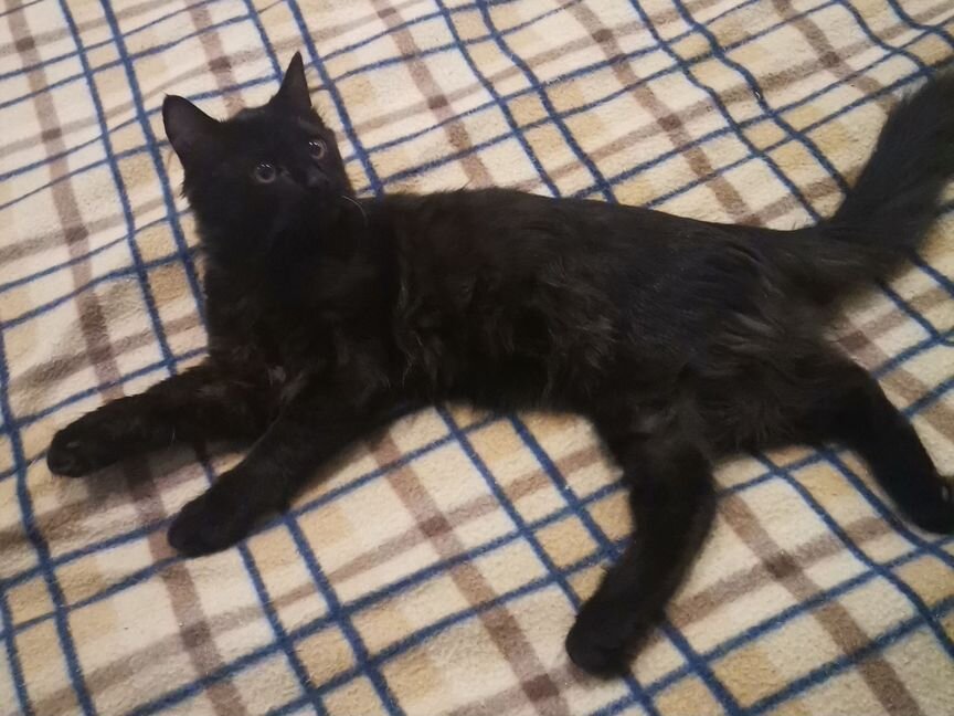 Котята в добрые руки бесплатно
