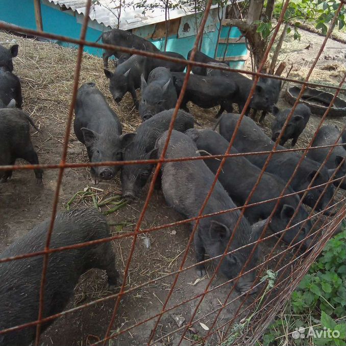 Продаю вьетнамских поросят, возраст 4 месяца