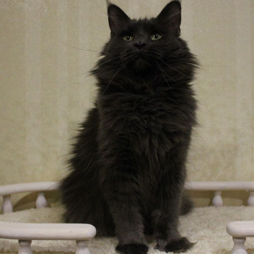 Голубая кошка мейн-кун