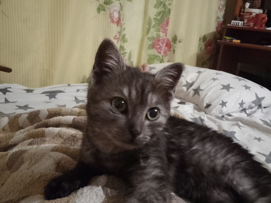 Нашелся котенок