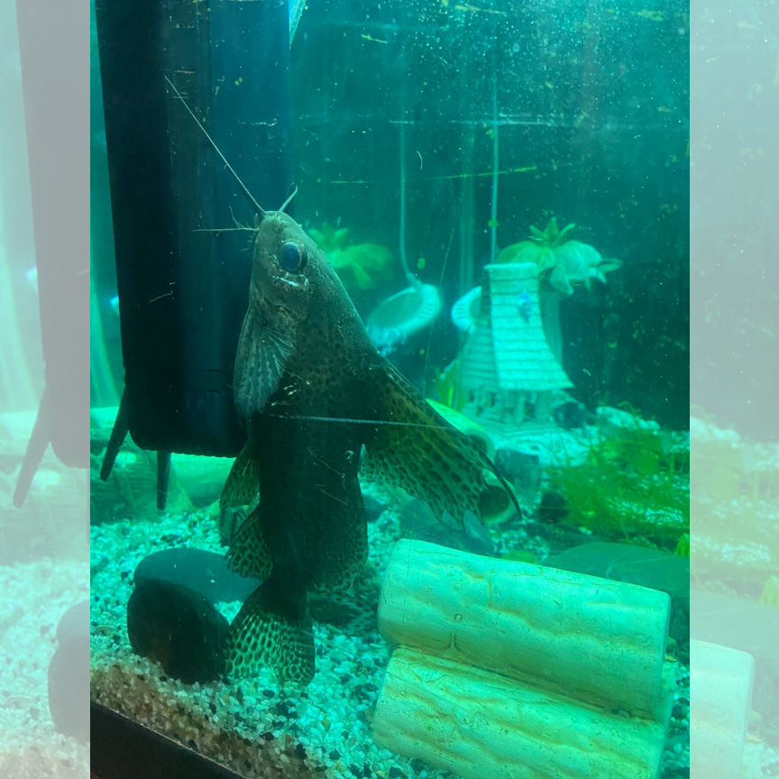 Сом Синодонтис